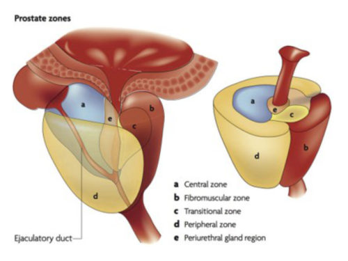 Prostate anatomy : The reasons of the radical treatments side-effects