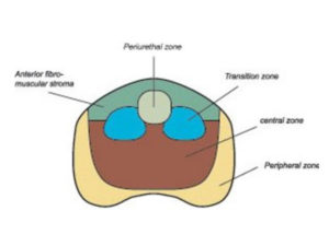 Anatomie der Prostata : Gründe für Nebenwirkungen der radikalen ...